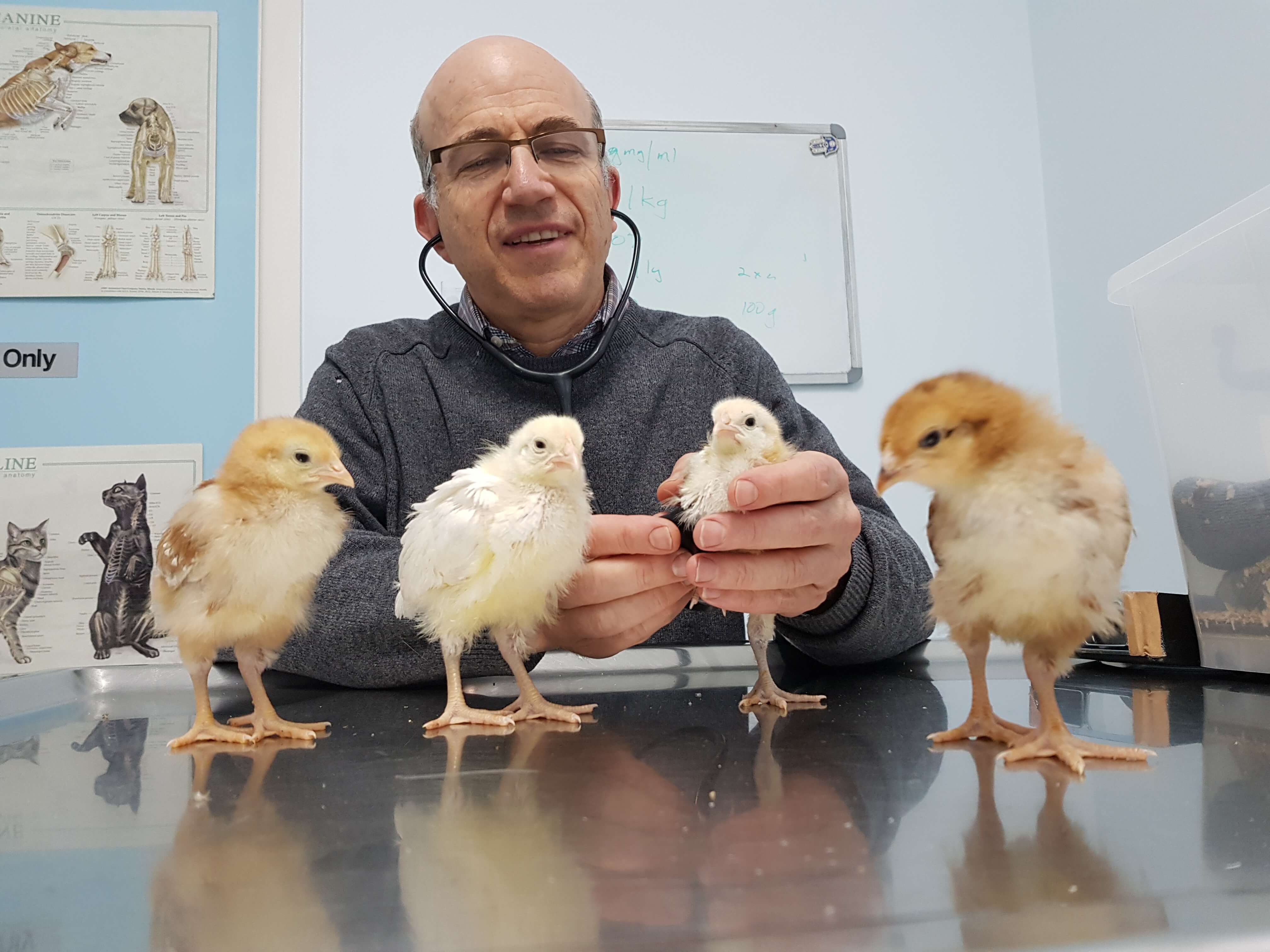 Poultry vet| Chicken vet | Bird vet melbourne